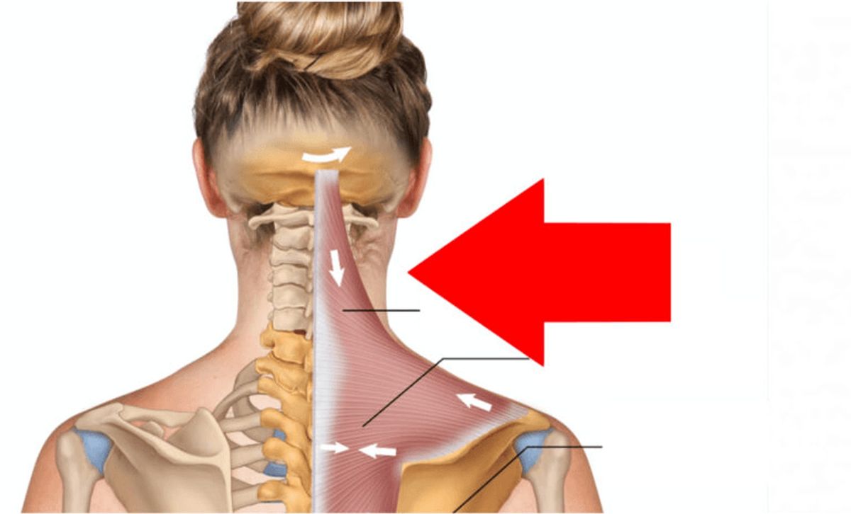 Ekspertas patarė geriausią pratimą kaklo stuburo atpalaidavimui: galvos ...